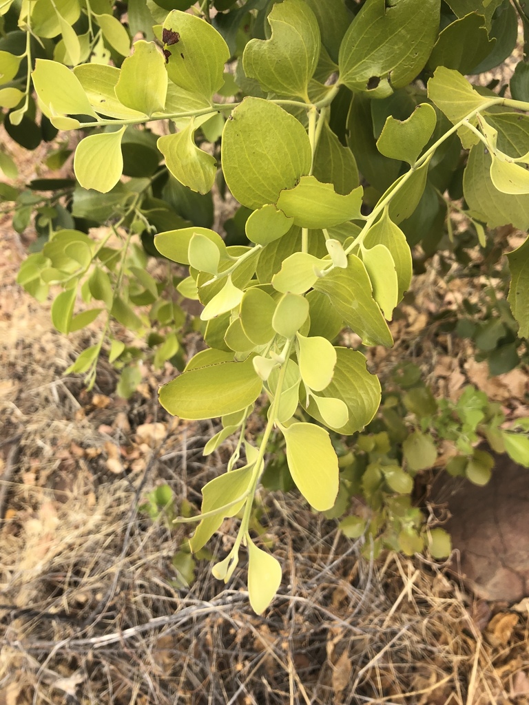 Broad Leaved Native Cherry from Royal Arch Caves Conservation Reserve ...