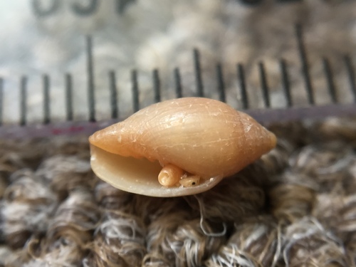 Peculator hedleyi · iNaturalist