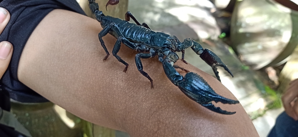 Giant Blue Scorpion from Batu Ferringi, Penang, Malaysia on November 02 ...