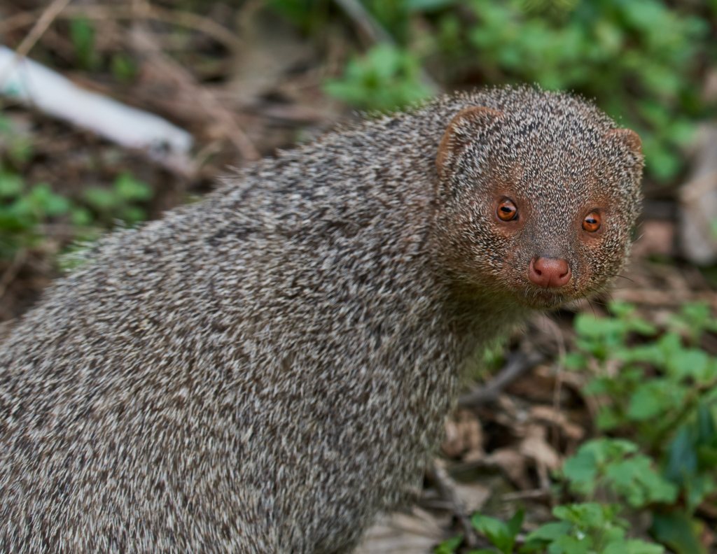 Indian Grey Mongoose (Urva edwardsii) - Know Your Mammals