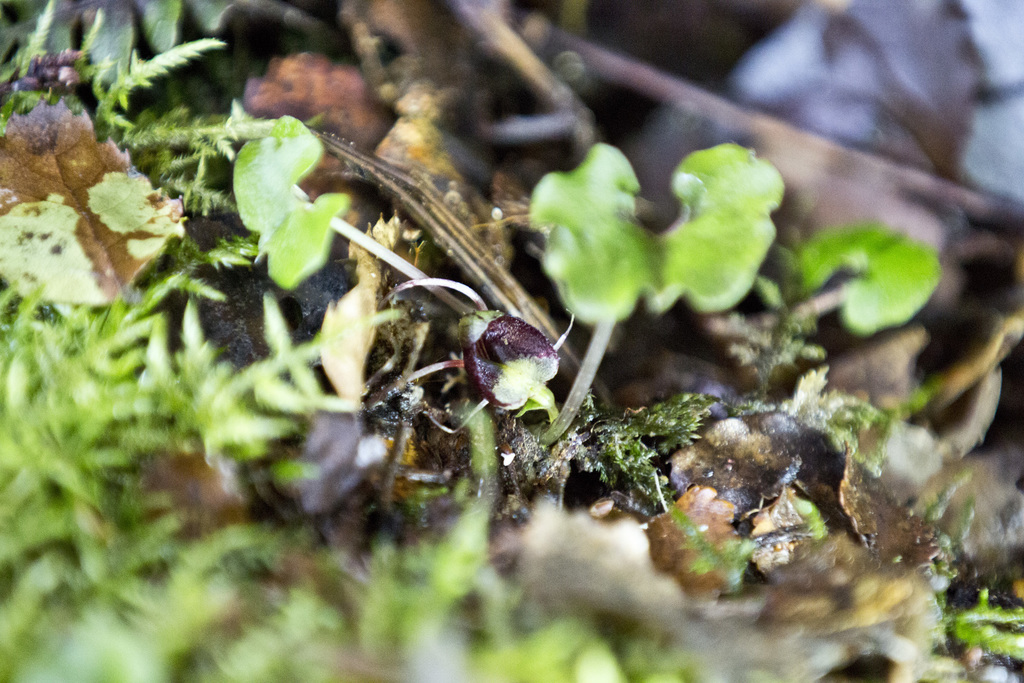 Corybas hypogaeus from Te Urewera, New Zealand on October 20, 2019 at ...