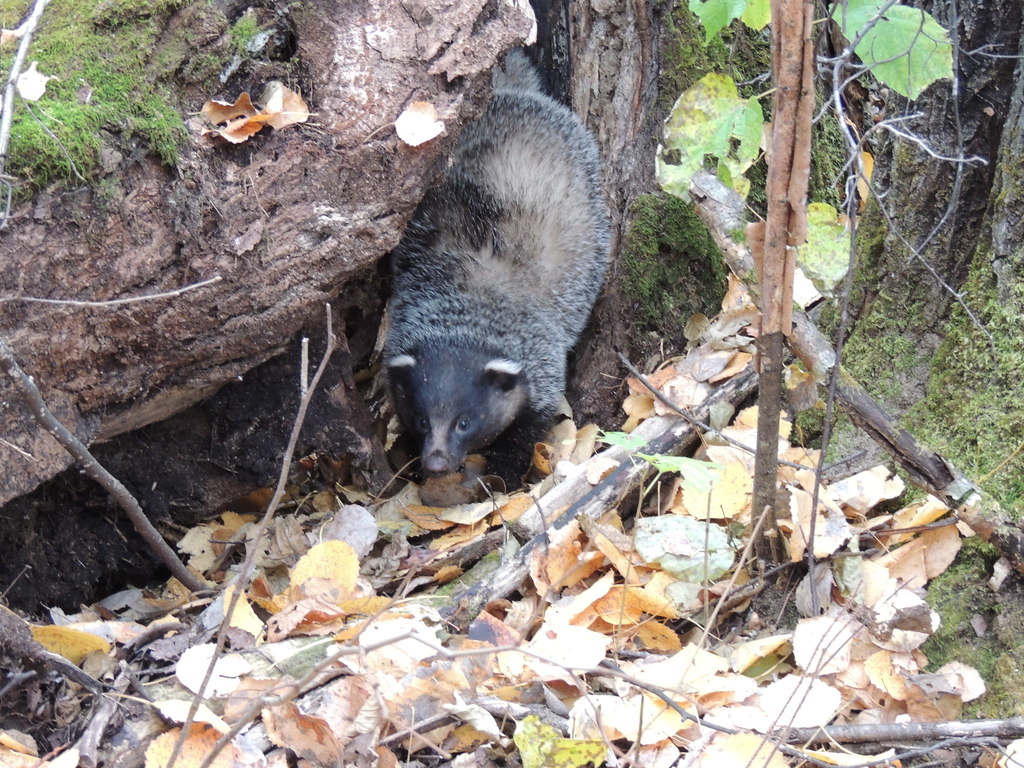 Asian Badger (Meles leucurus) - Know Your Mammals