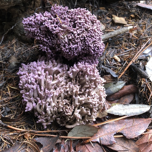 Escobetas (Ramaria fennica)