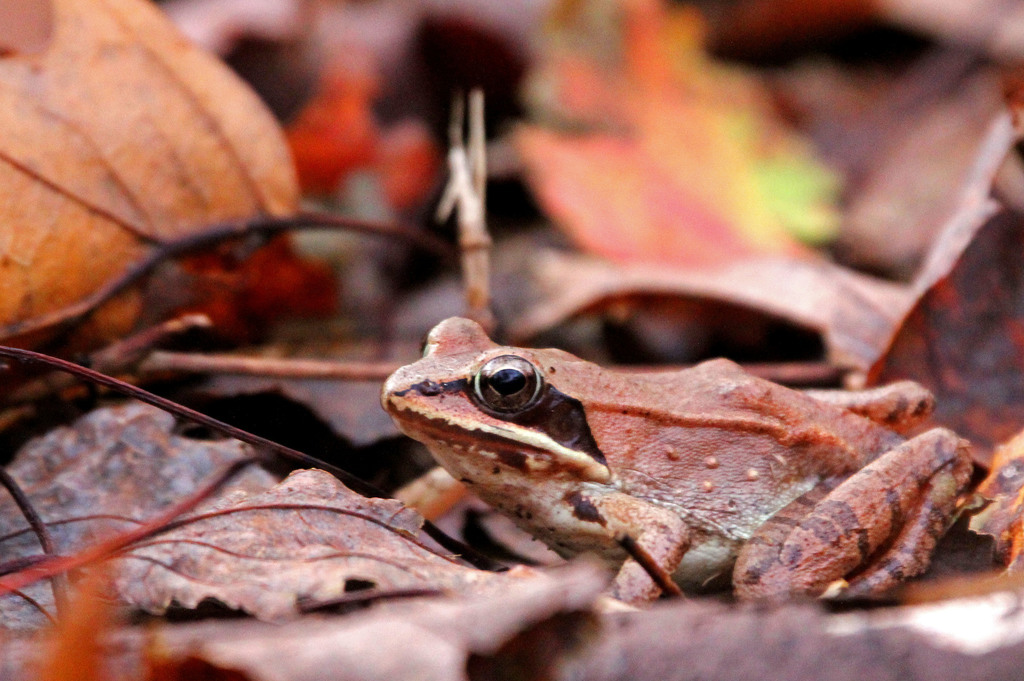 Wood Frog from Middletown, RI, USA on October 30, 2019 at 07:47 AM by ...
