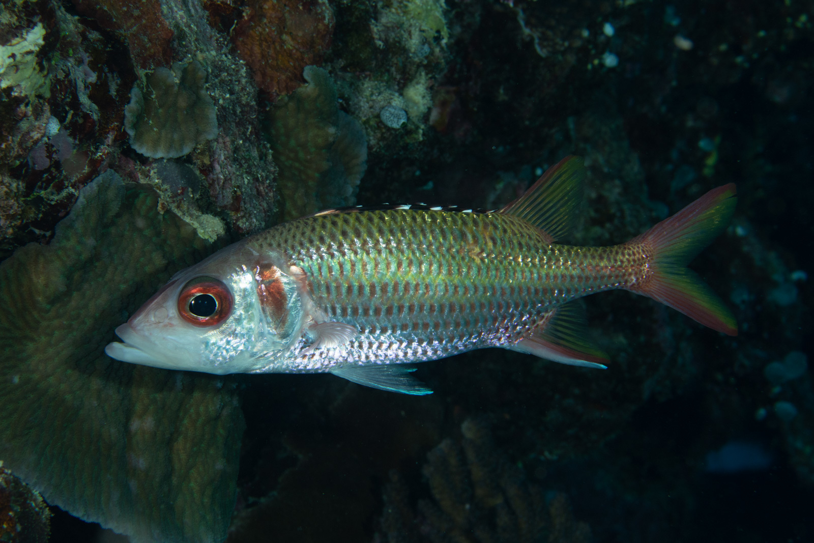 Neoniphon opercularis (Valenciennes, 1831)