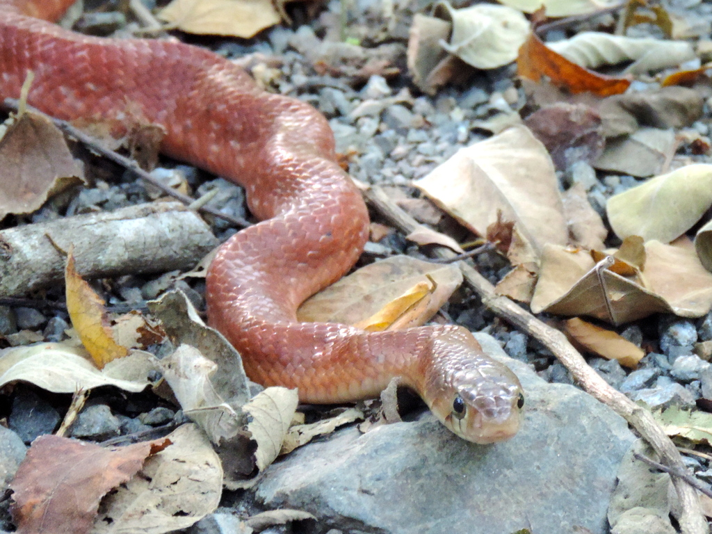 Central American Indigo Snake from Sinaloa, MX on October 25, 2013 by ...