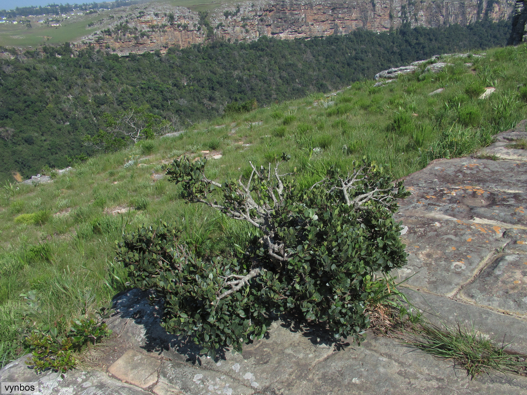 Pondo White Pear from Fish Eagle Trail, Umtamvuna NR, Port Edward, KZN ...