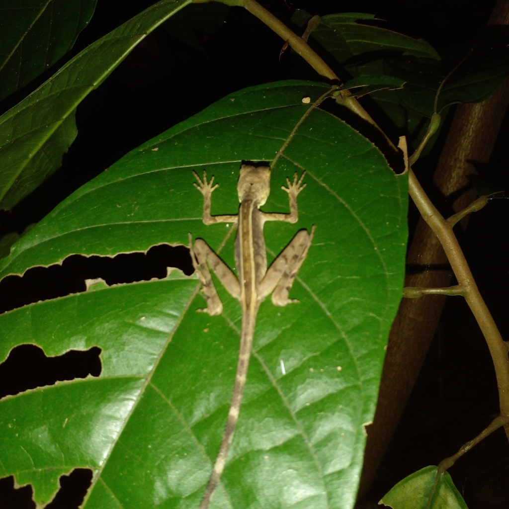 Sri Lanka Kangaroo Lizard from Palle Aludeniya, Sri Lanka on August 19 ...