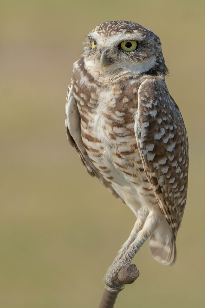 Burrowing Owl from Galveston, TX, USA on August 18, 2025 at 09:21 AM by ...