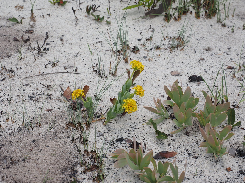Yellowhead Curryflower from Tempue, Angola on October 25, 2016 at 12:58 ...