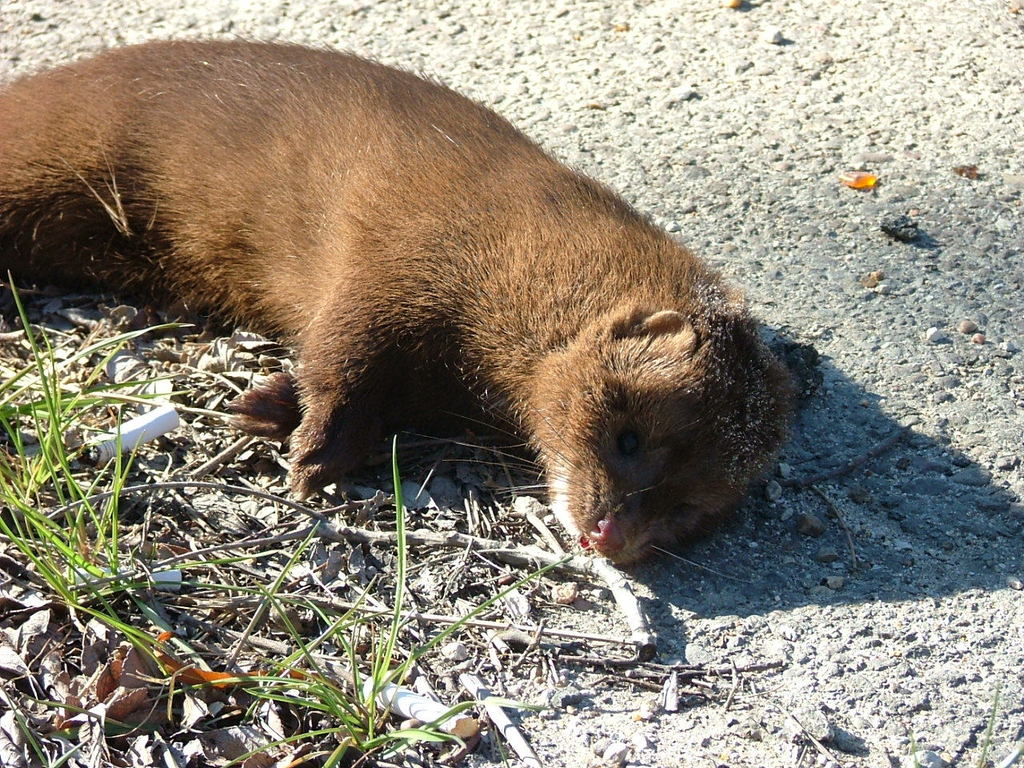 American Mink from Benbrook, Texas on January 19, 2008 by Chris Acree ...