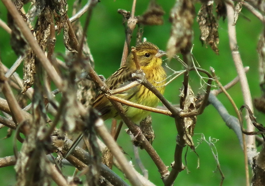 Yellow-breasted Bunting in August 2012 by Ольга Курякова · iNaturalist