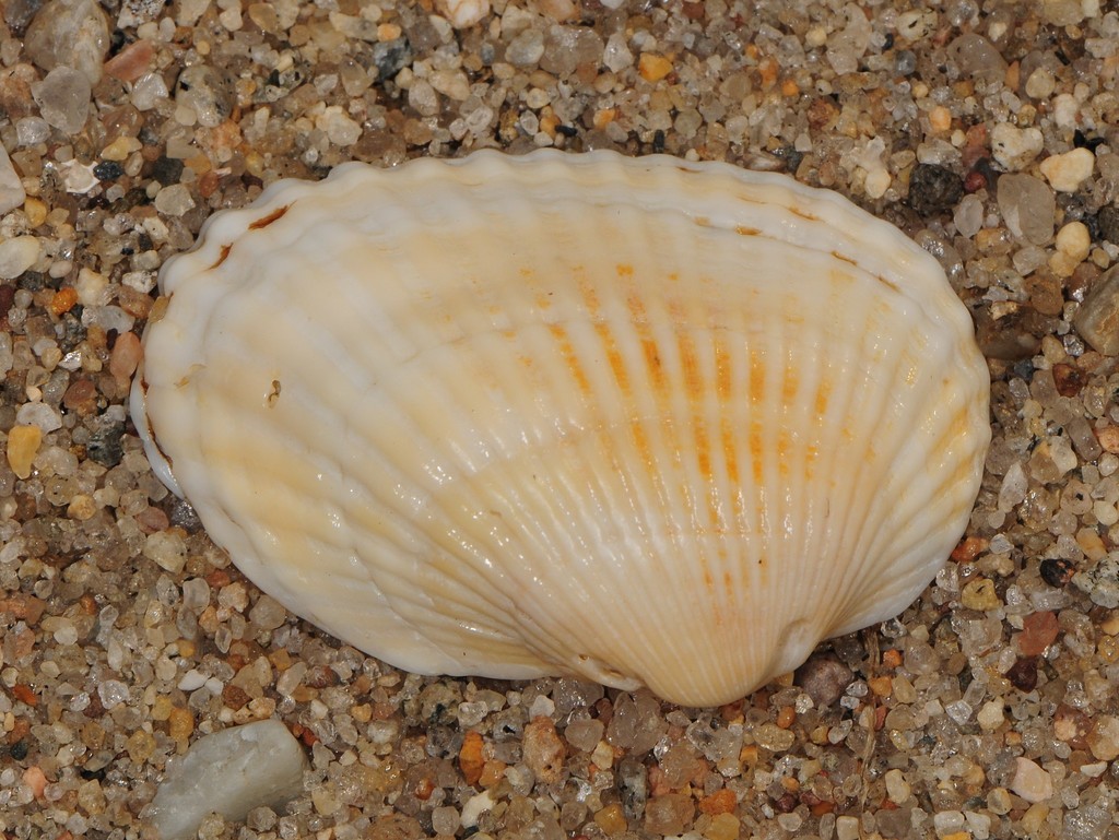 Transverse Ark (North carolina marine molluscs) · iNaturalist