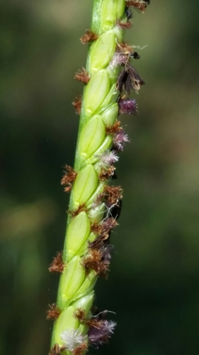 Gulfdune Paspalum (Paspalum monostachyum)
