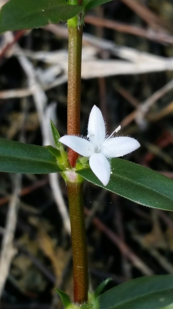 Harper's Buttonweed from Fort Myers, FL 33965, USA on November 2, 2019 ...