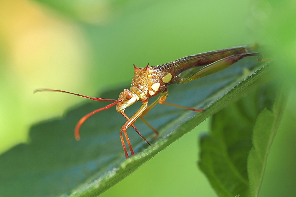 Hyalymenus longispinus from (west) Boynton Beach, FL, USA on July 6 ...