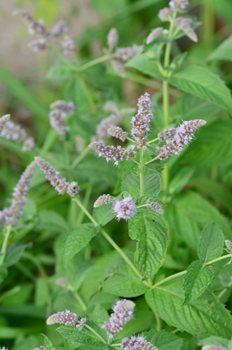 Horse Mint (NPS National Capital Region Wildflowers ) · iNaturalist