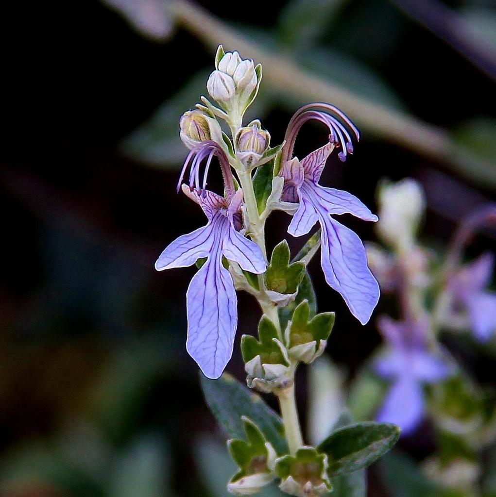tree germander (California Academy of Sciences Mediterranean Plant ...