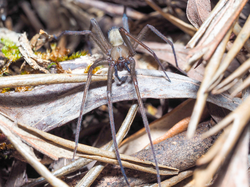 Genus Baiami · iNaturalist