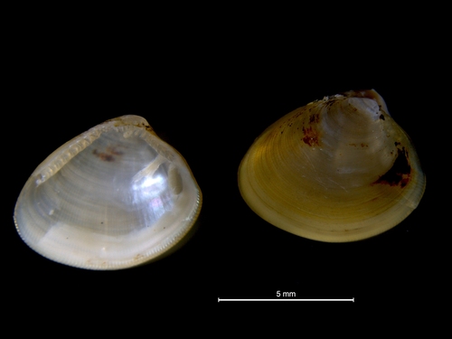 Genus Nucula · iNaturalist