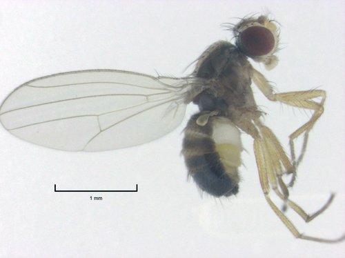 Scaptomyza elmoi · NaturaLista Mexico