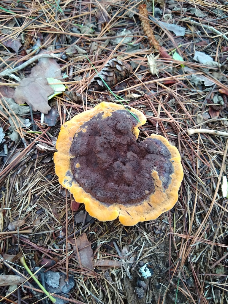 Dyer's Polypore from Ozark, AL 36360, USA on October 31, 2019 at 11:20 ...