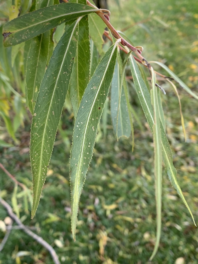 white willow (Salix alba) - Botanical Realm