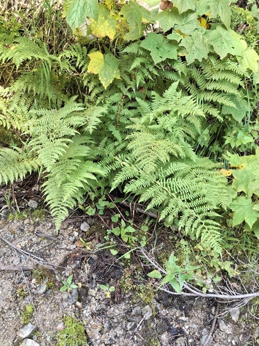 Western Lady Fern (Athyrium cyclosorum) · iNaturalist