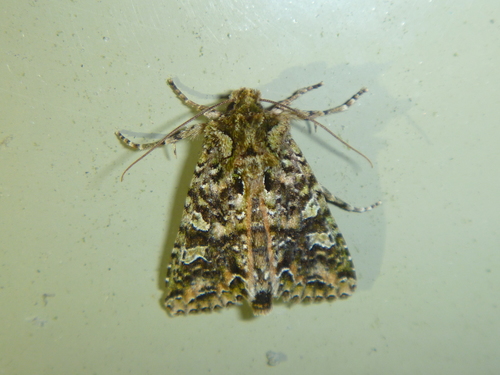 Meterana tetrachroa (Threatened Lepidoptera of New Zealand) · iNaturalist