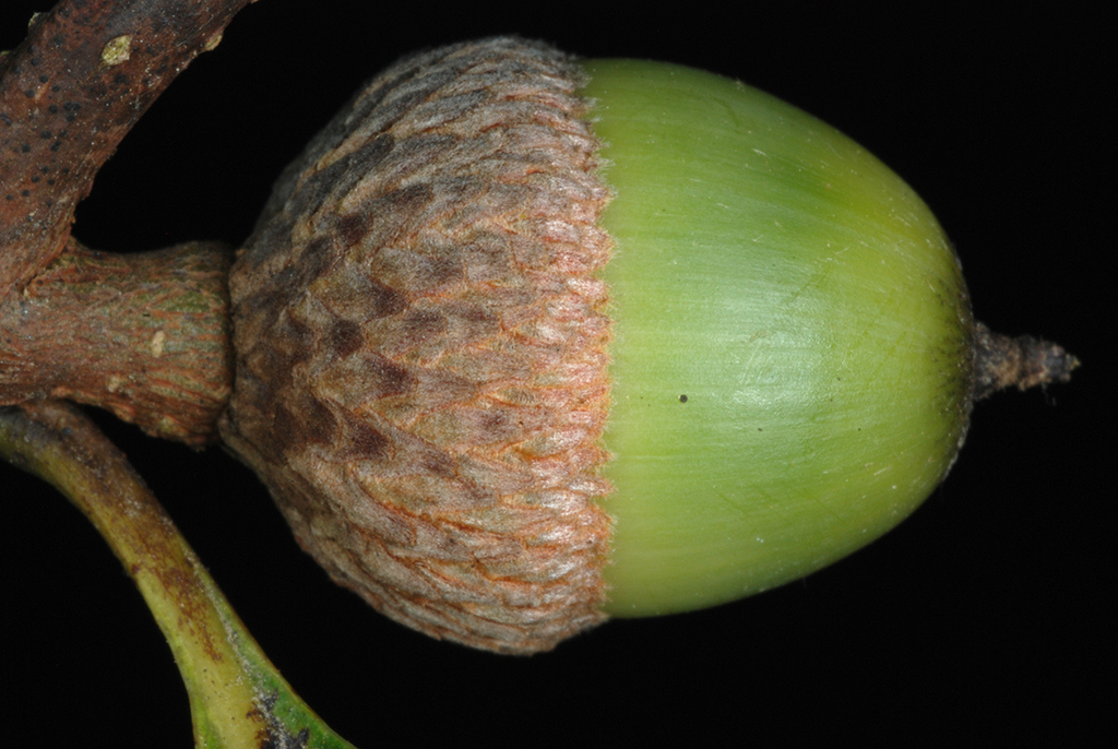 Bluff Oak (Quercus austrina) - Botanical Realm
