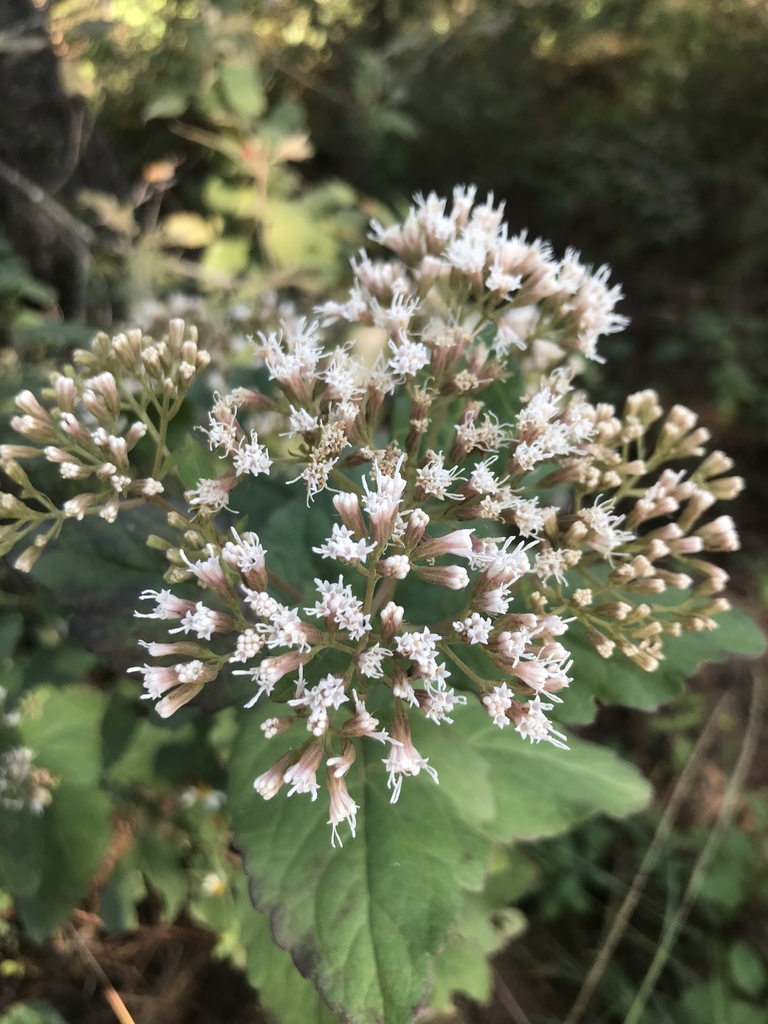 snakeroots from San Pedro, NL, MX on November 2, 2019 at 11:37 AM by ...