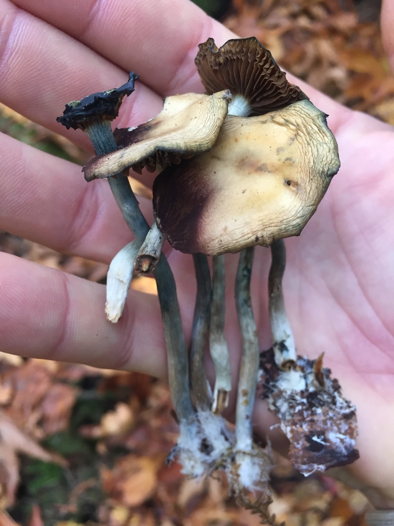 Wavy Cap in November 2019 by charlesludwig · iNaturalist