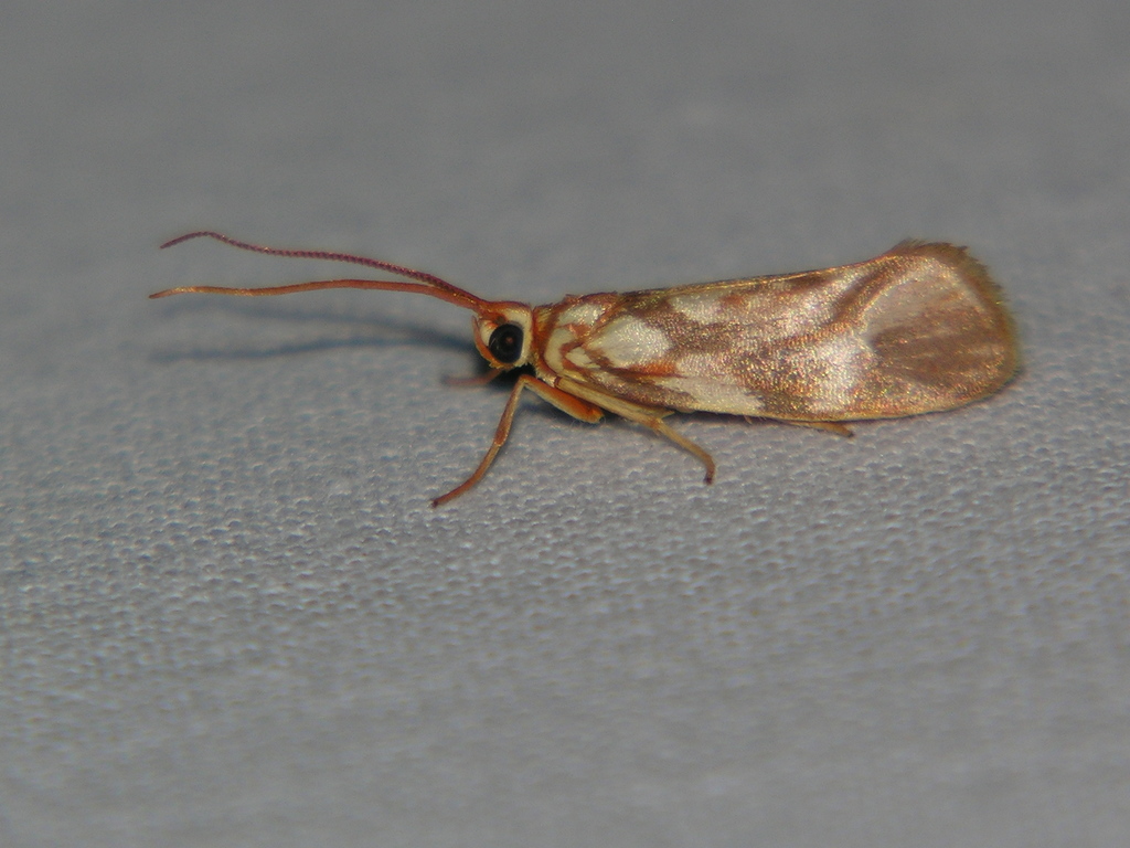 Lactura erythocera from 27.4km S.W. Gin Gin QLD, Good Night QLD 4671 ...