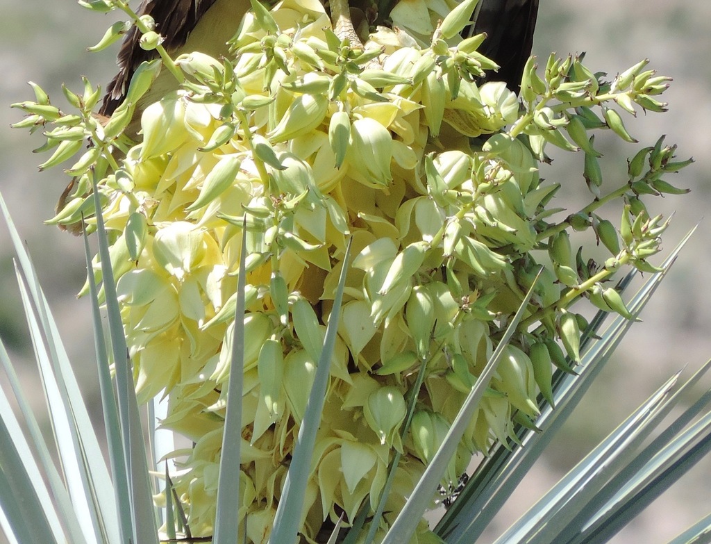 Century plant subfamily (Agavoideae) - Botanical Realm