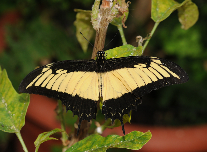 Androgeus Swallowtail (Heraclides androgeus) (Wildlife of the United ...