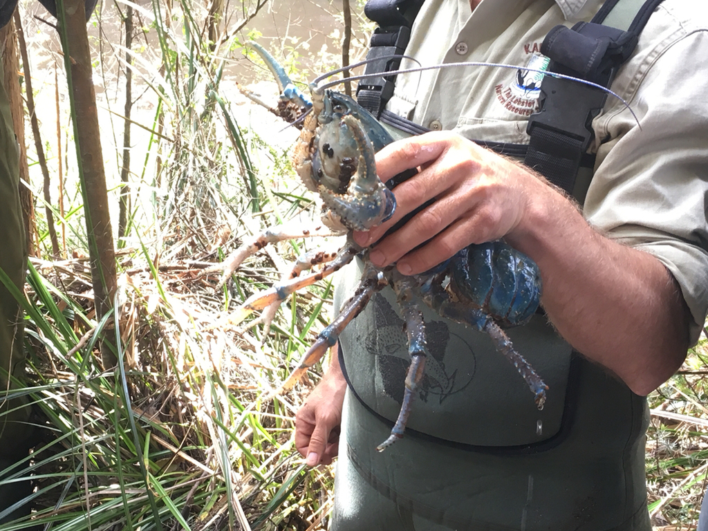 Giant Freshwater Crayfish in November 2016 by Clare Hawkins. Female ...