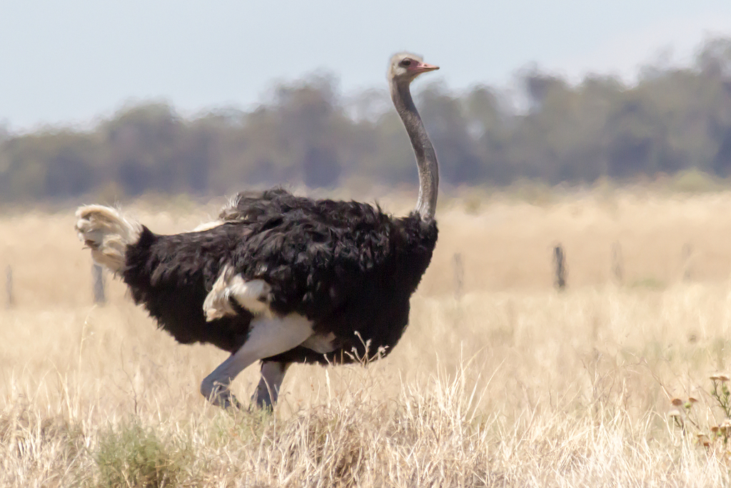 Common Ostrich (Struthio camelus) - Avian Discovery