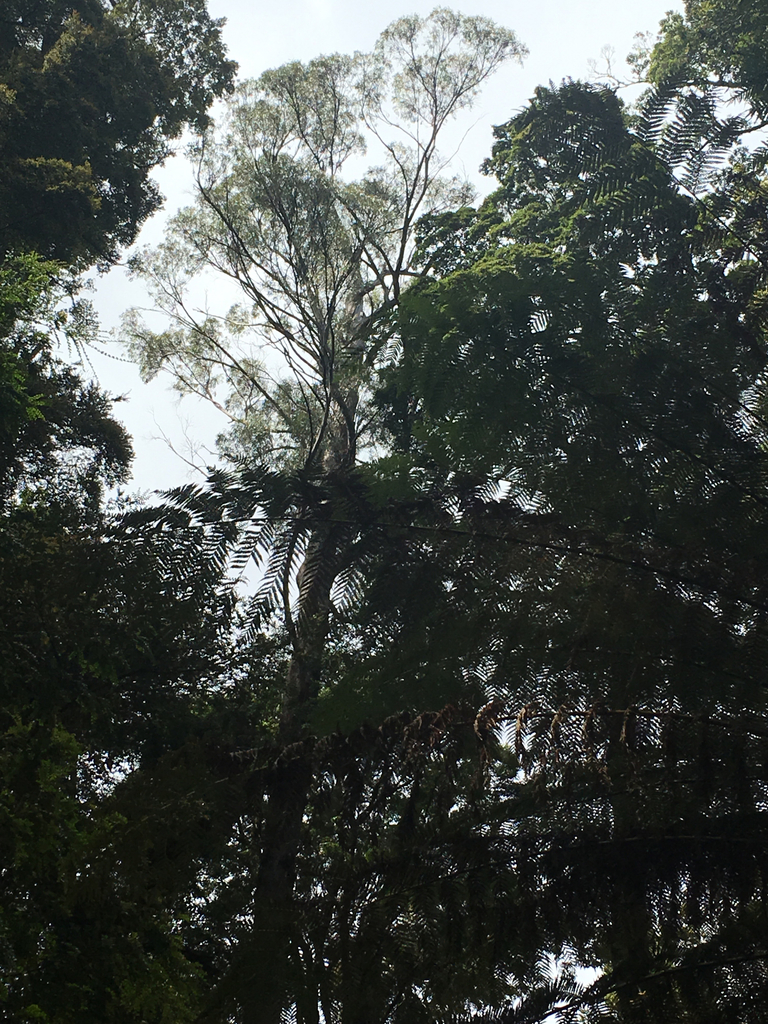 eucalyptus from Circular Head, AU-TS, AU on November 18, 2016 at 10:57 ...