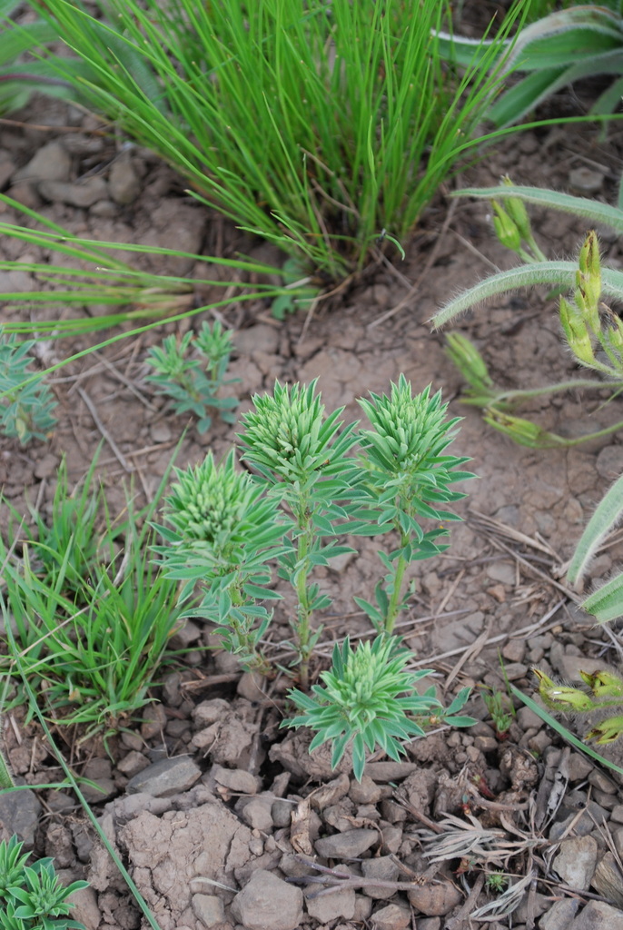 Indigofera hilaris hilaris from Elba Farm Thornville near ...