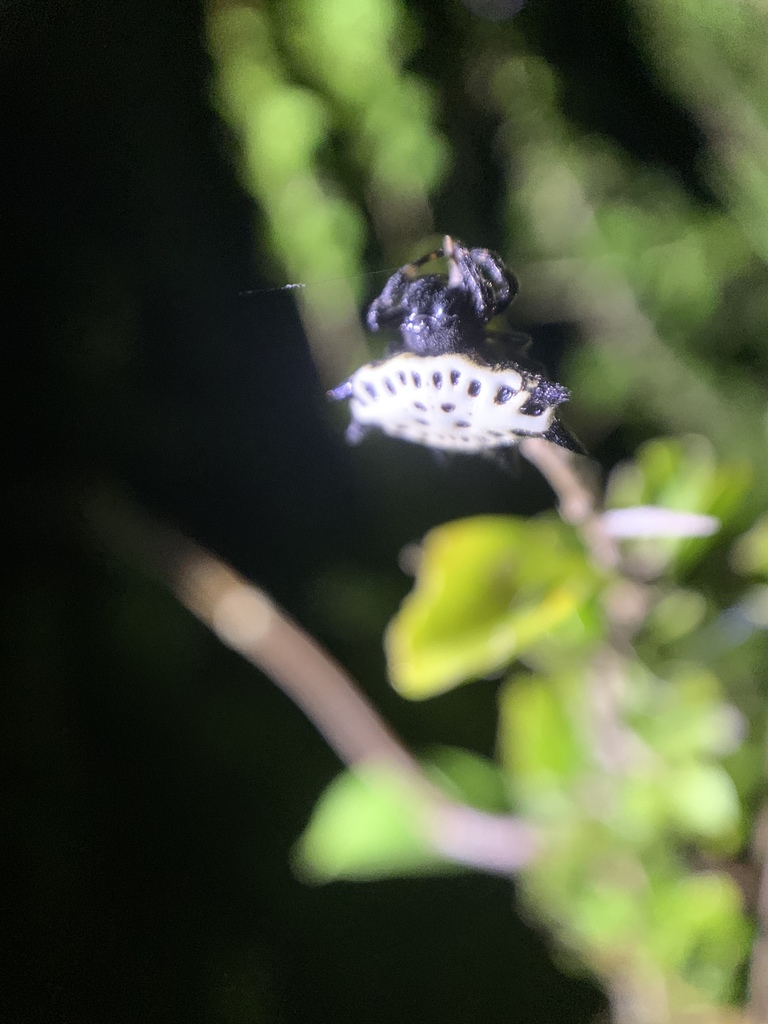 Spinybacked Orbweaver from Homún, YUC, MX on November 1, 2019 at 07:18 PM by Abhas Misraraj ...