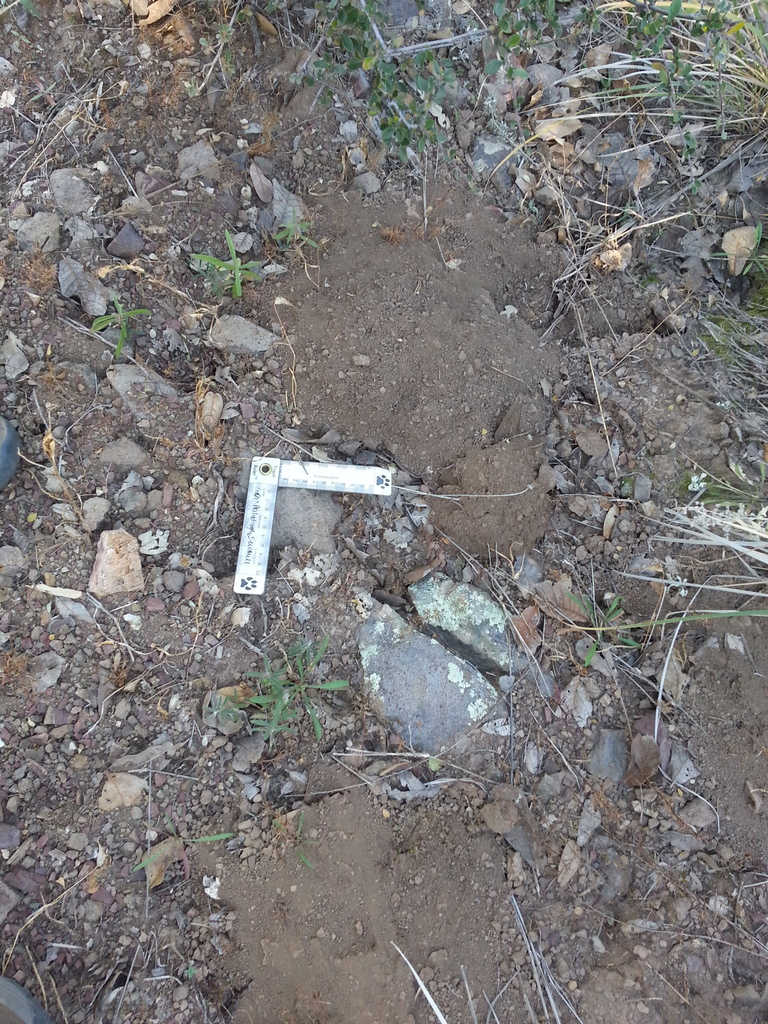 southern pocket gopher (Mammals of Coronado NMem) · iNaturalist