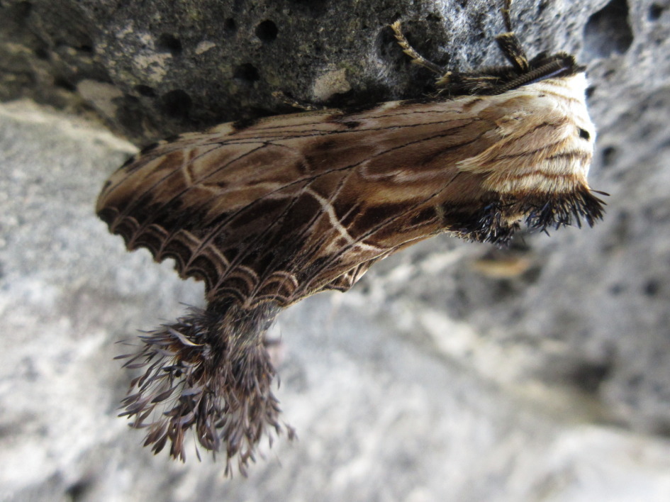 Dudusa sphingiformis Moore, 1872