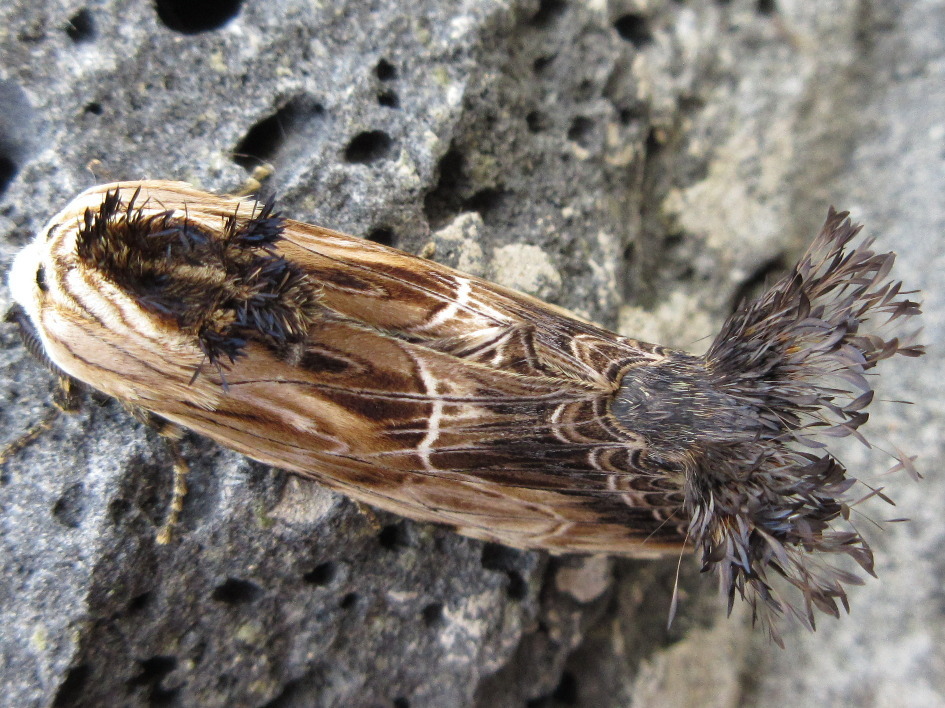 Dudusa sphingiformis Moore, 1872