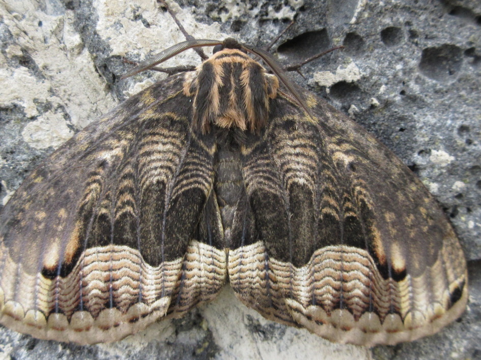 Sino-Korean Owl Moth from 대한민국 충청남도 천안시 동남구 on July 25, 2019 at 11:20 ...