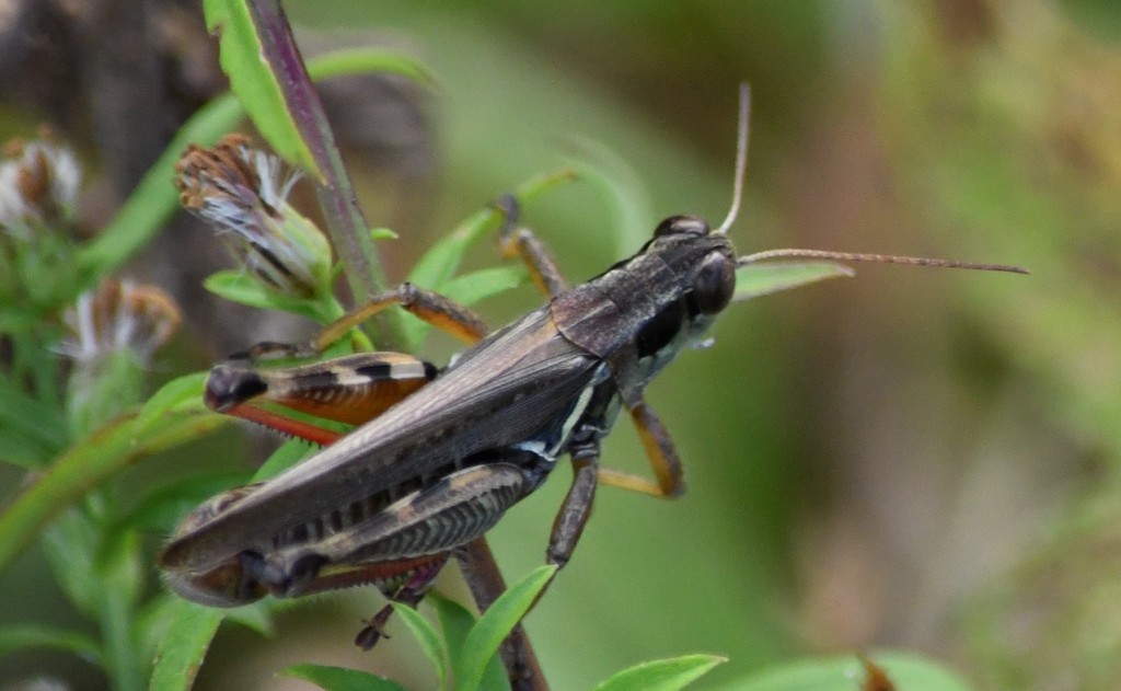 Red-legged Grasshopper from Lake Artemesia, College Park, MD 20740, USA ...