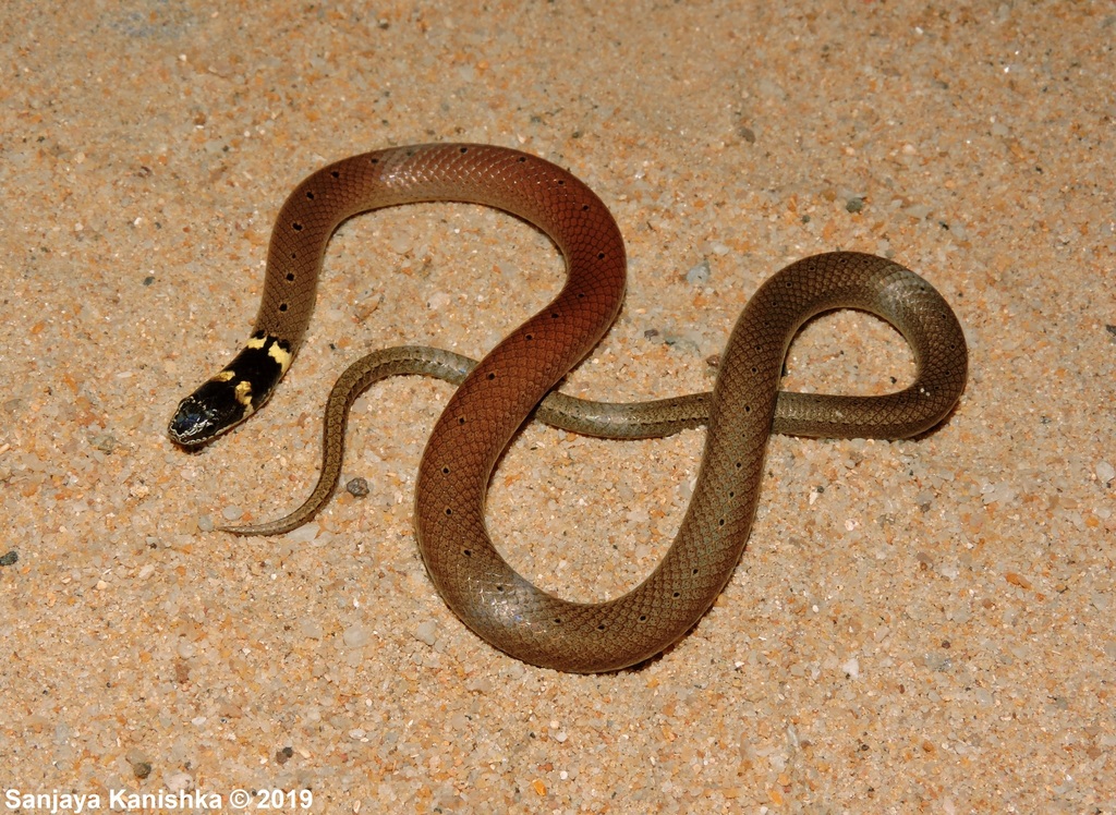 Black-headed snake (Sample) · iNaturalist