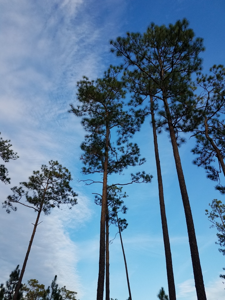 longleaf pine from Milton, FL 32570, USA on November 02, 2019 at 05:19 ...