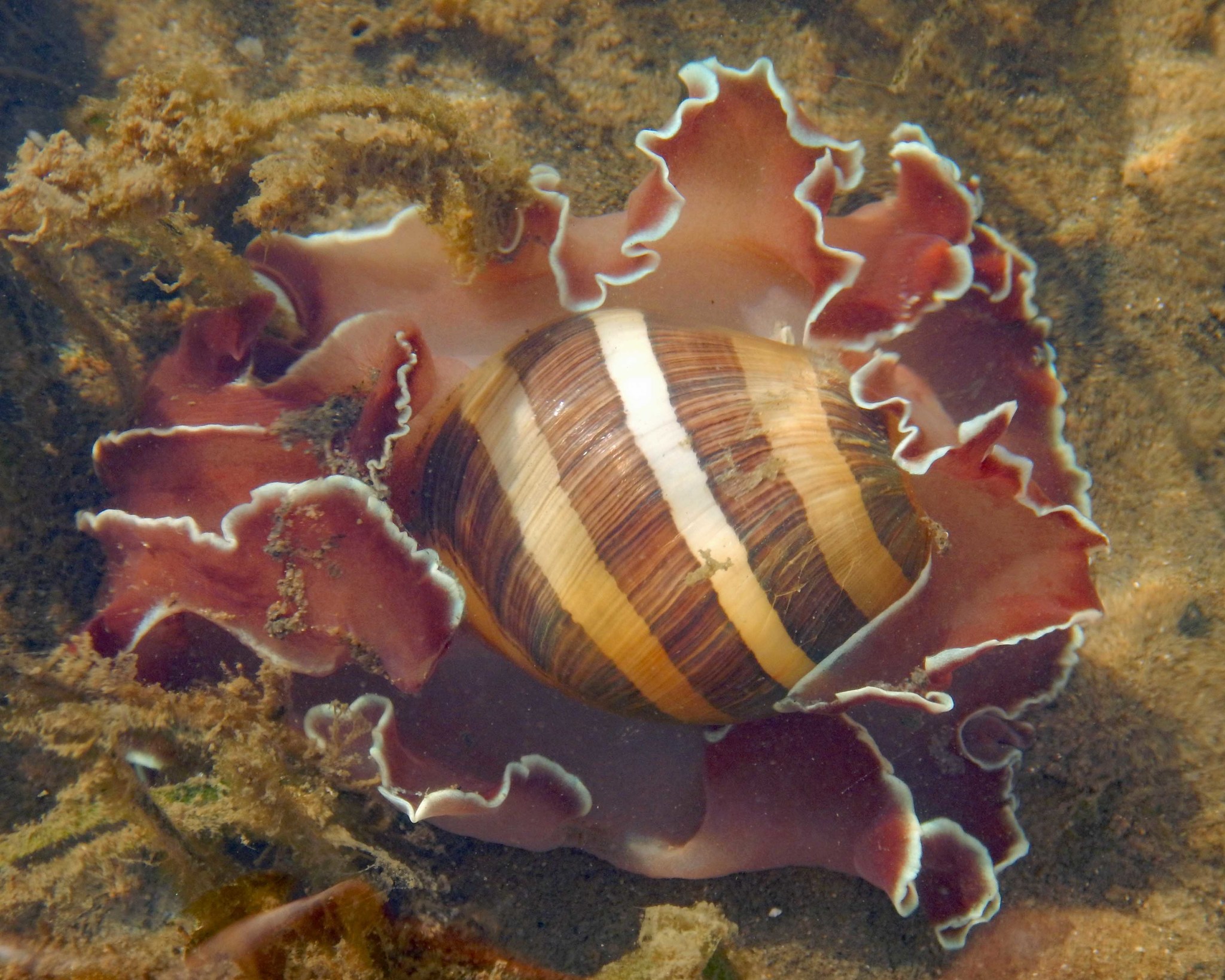Hydatina albocincta (van der Hoeven, 1839)
