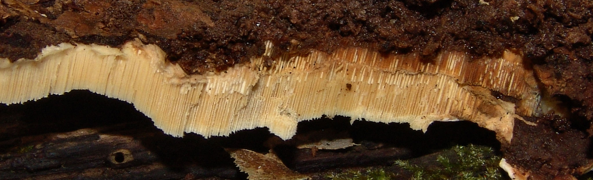 Heterobasidion irregulare Garbel. & Otrosina