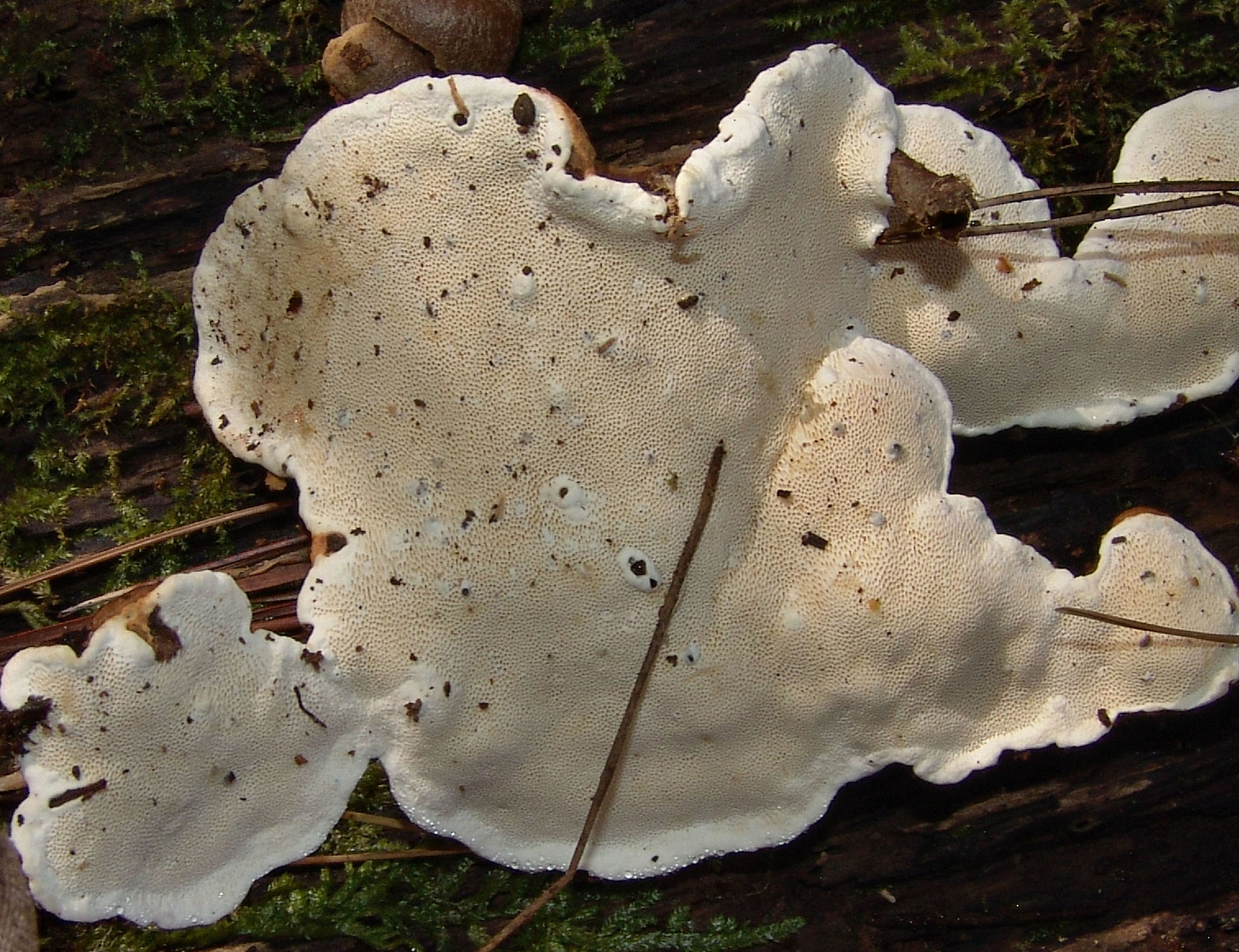 Heterobasidion irregulare Garbel. & Otrosina